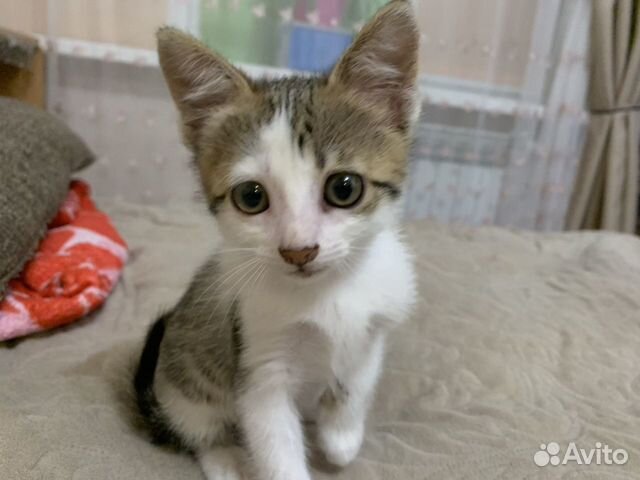 Котенок ласковый, игривый, воспитанный