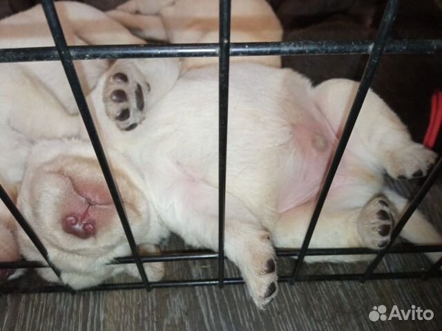 Щенки лабрадора палевые