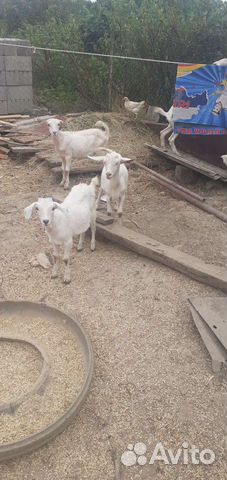 Козы
