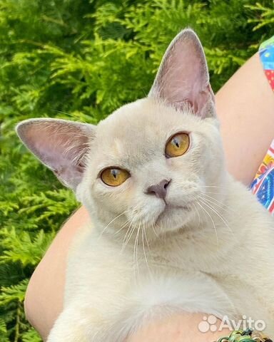 Бурманская