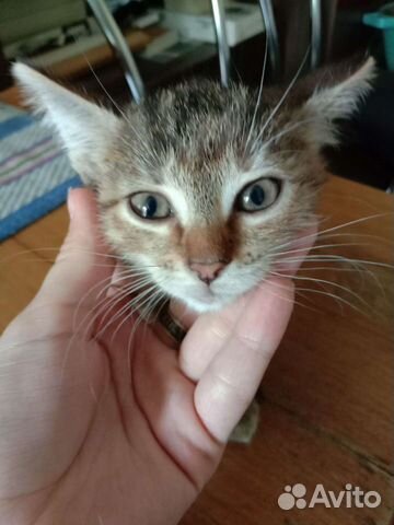 Ориентальные котята бесплатно