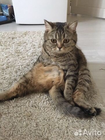 Кошка в добрые руки