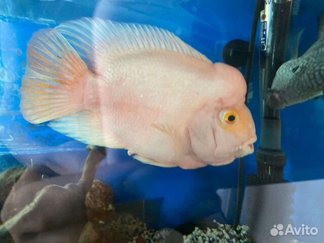 Рыба попугай отдам в хорошие руки