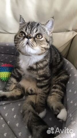 Экзотический котик 3мес