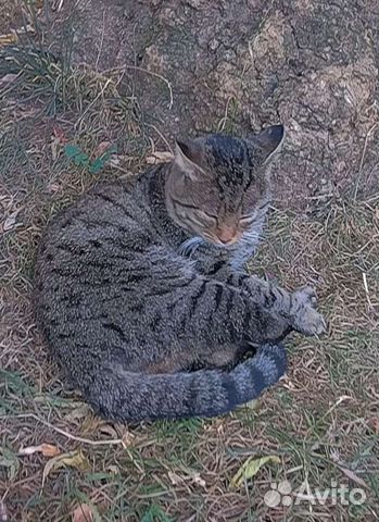 Кот кастрированный выкинули хозяина опухшая лапка