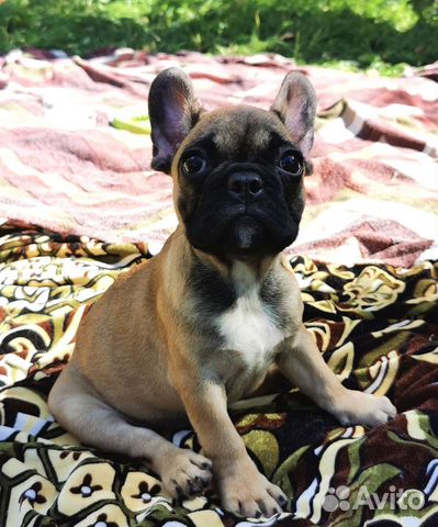 Французики