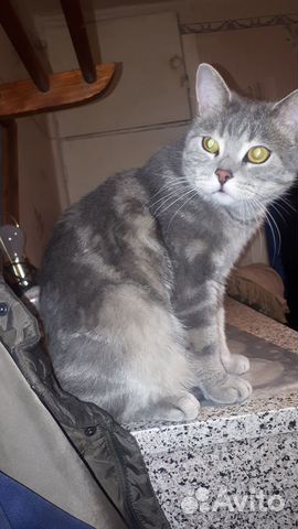 Кошки породистые бесплатно