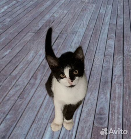 Котенок мальчик бесплатно