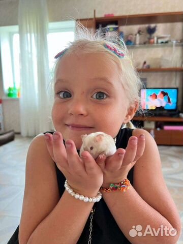 Ручные миленькие мышки