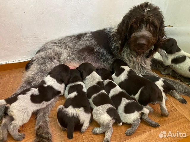 Продам щенков породы Дратхаар