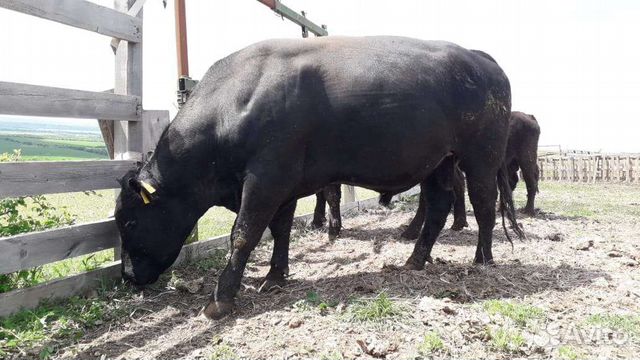 Быки на племя