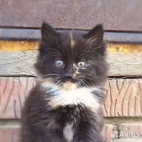 Лучшая в мире кошечка