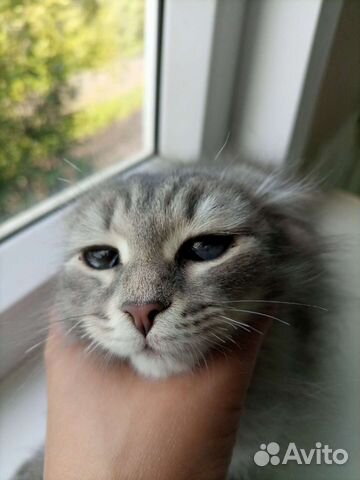 Котёнок-слепая кошечка-булочка