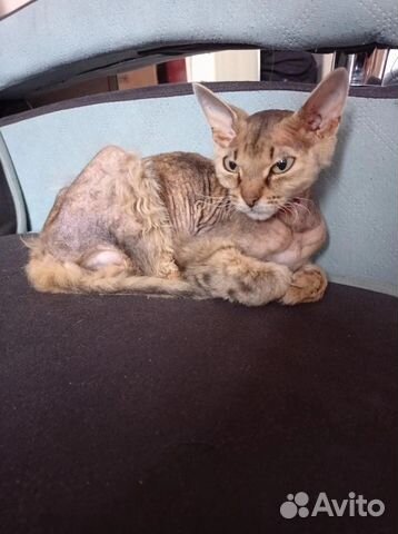 Кошка ищет хозяина. В хорошие руки