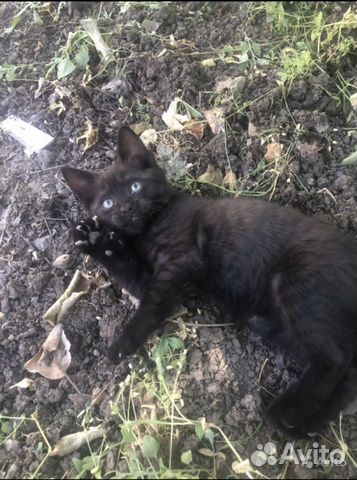 Красавица Кошечка с кормом т лоточком