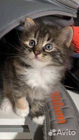 Пушистая красавица