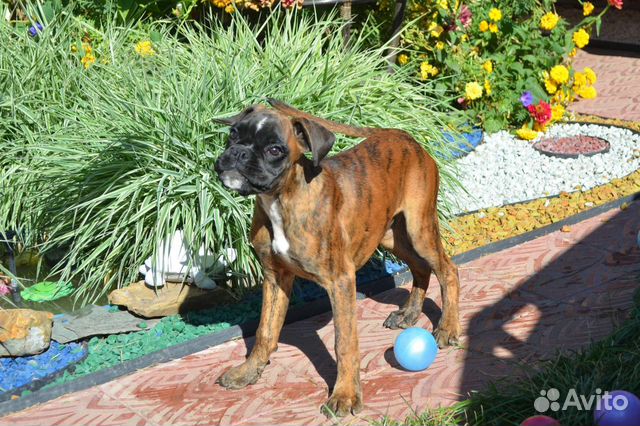 Боксер мальчик