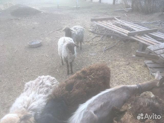 Овцы бараны