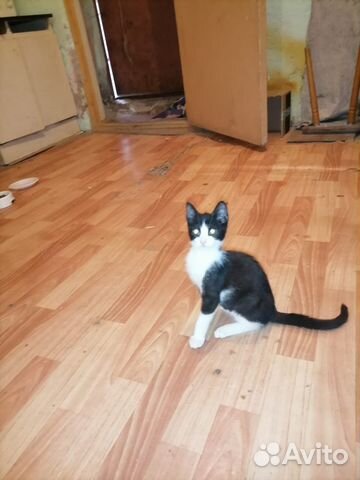 Котик Тимоша