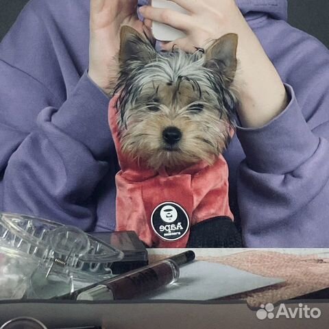 Йоркширский терьер девочка продам