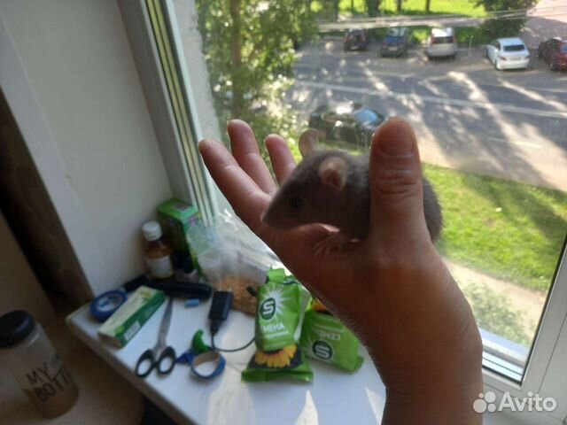 Крыски домашние