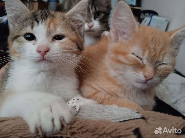 Котята в добрые руки