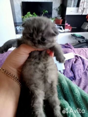 Шотландская вислоухая кошка