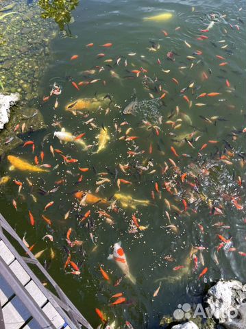 Золотая рыбка