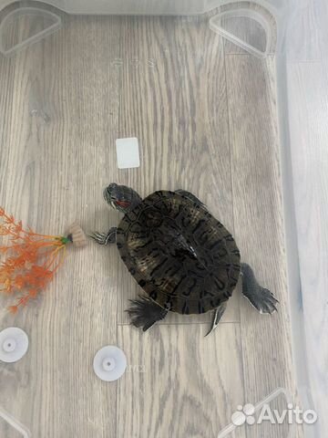 Продам черепаху