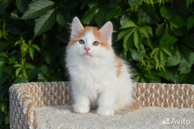 Ерофей, курильский бобтейл