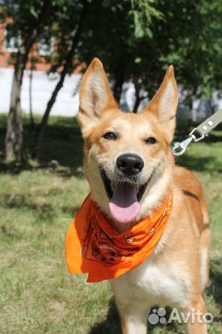 Милая собака Лесли ищет семью