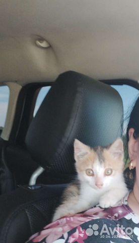 Кошки в добрые руки бесплатно