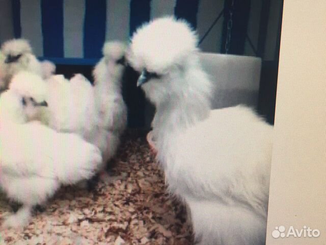 Китайские шелковые куры