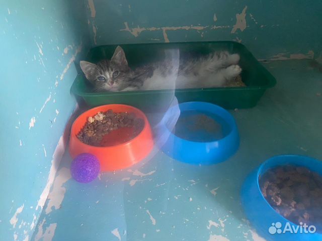 Котенок