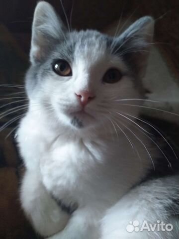 Кошки