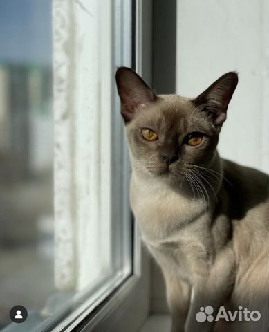 Бурманская