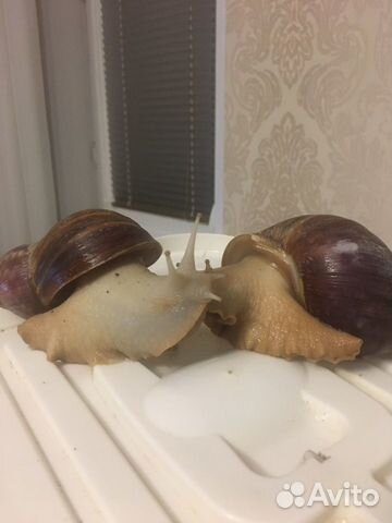 Улитки Ахатина фулика