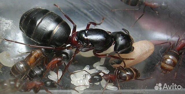 Camponotus herculeanus Красногрудый муравей-древот