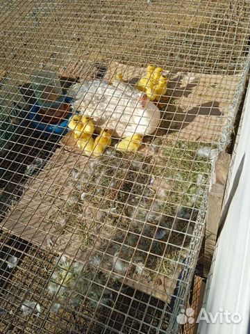 Утка с утятами