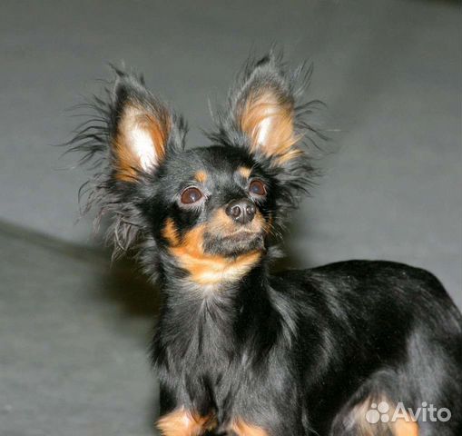 Русский той-терьер длинношерстный