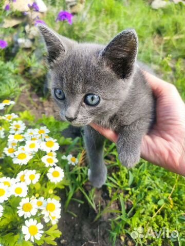 Котёнок в добрые руки