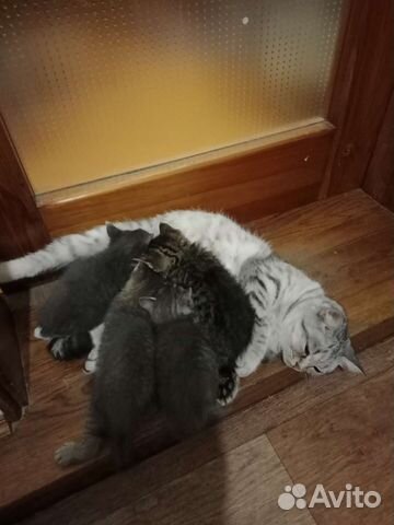 Кошка в дар бесплатно