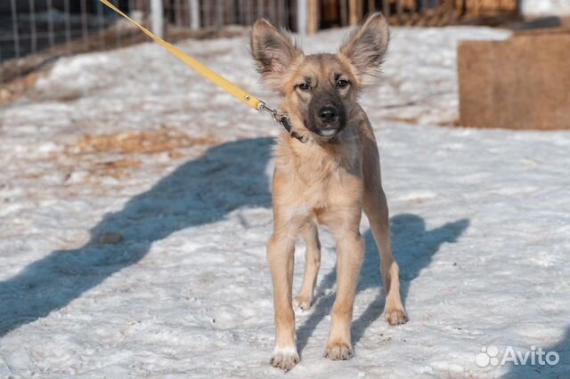 Ушастик мальчик 6 месяцев