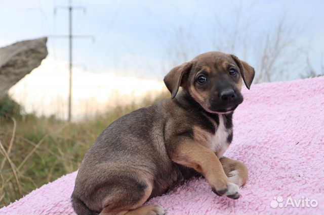 Мила ищет дом