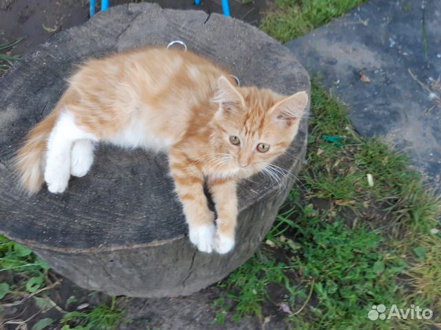 Кошечка в добрые руки