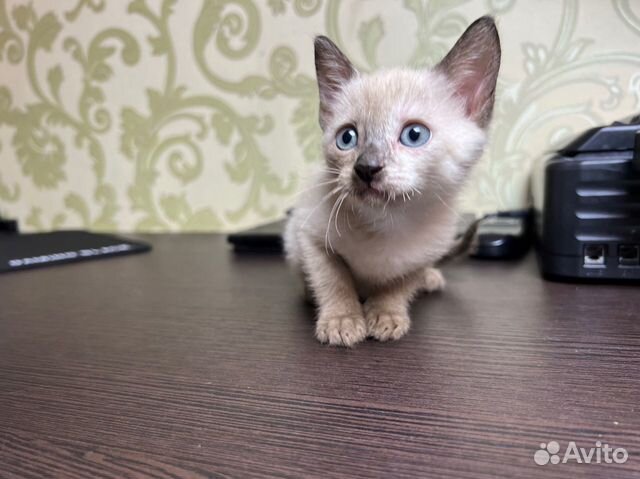 Котята