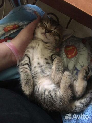 Бенгальская кошка