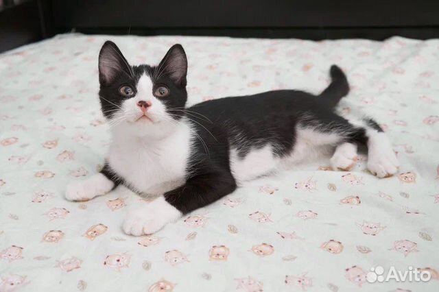 Котенок мальчик в добрые руки