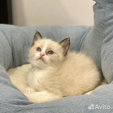 Котенок девочка метис рэгдолла