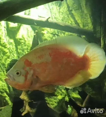 Астронотус альбино